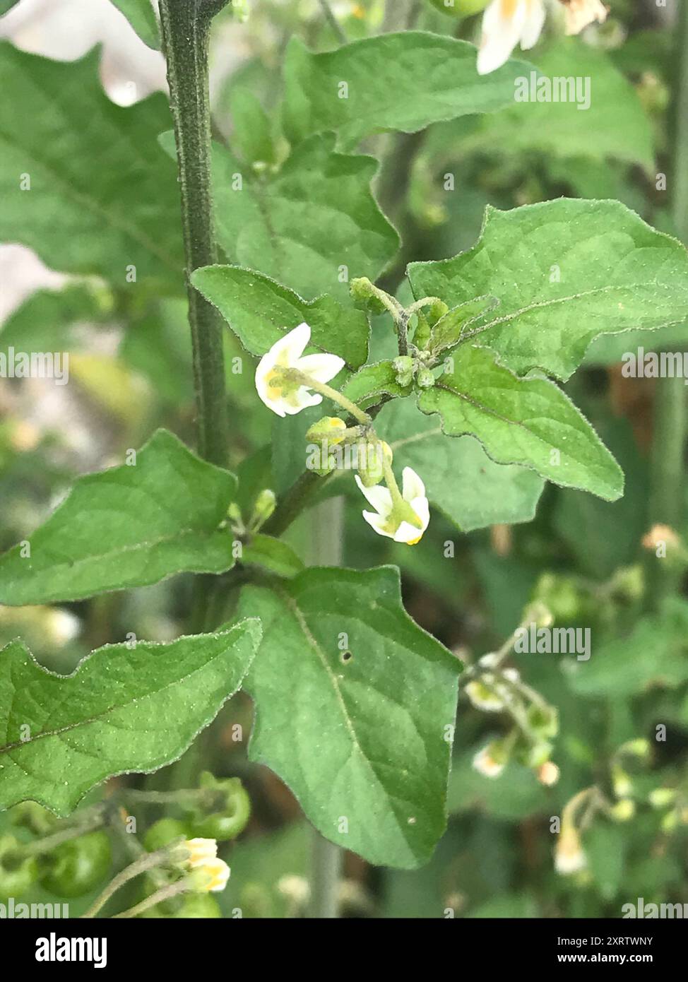 black nightshade (Solanum nigrum) Plantae Stock Photo - Alamy