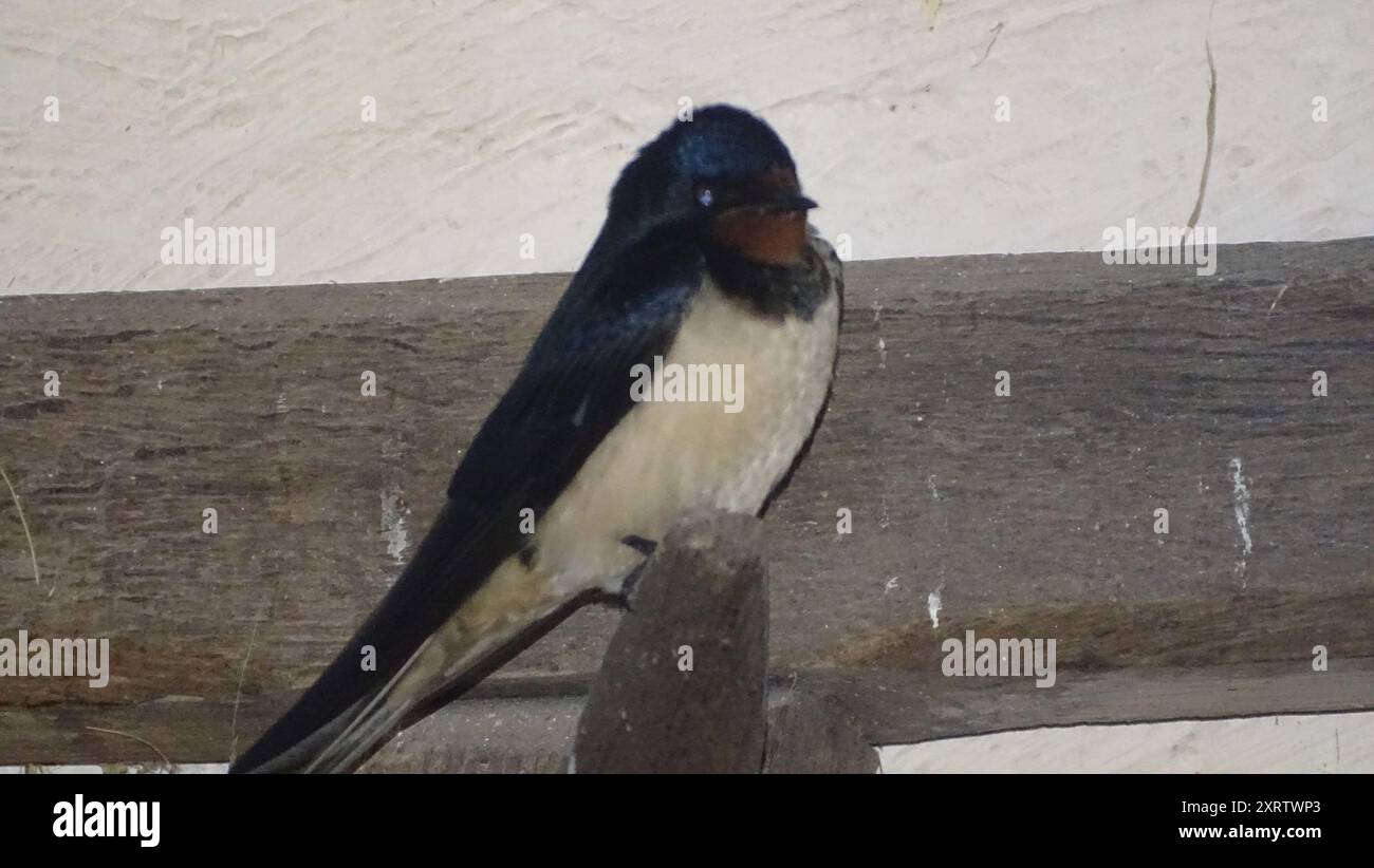 White-bellied Barn Swallow (Hirundo rustica rustica) Aves Stock Photo ...
