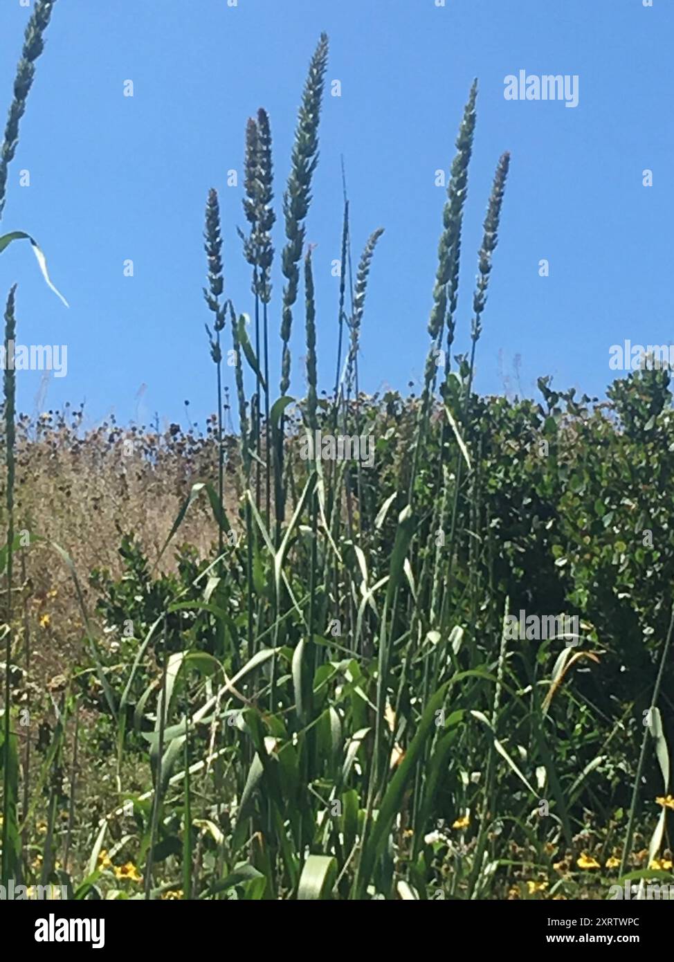 giant wild rye (Leymus condensatus) Plantae Stock Photo - Alamy