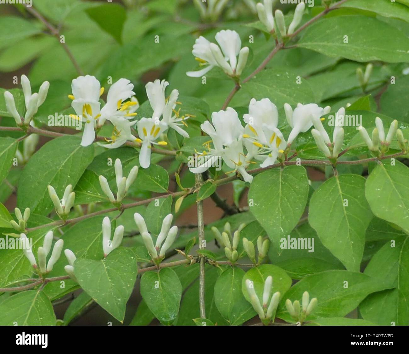 Amur honeysuckle (Lonicera maackii) Plantae Stock Photo - Alamy
