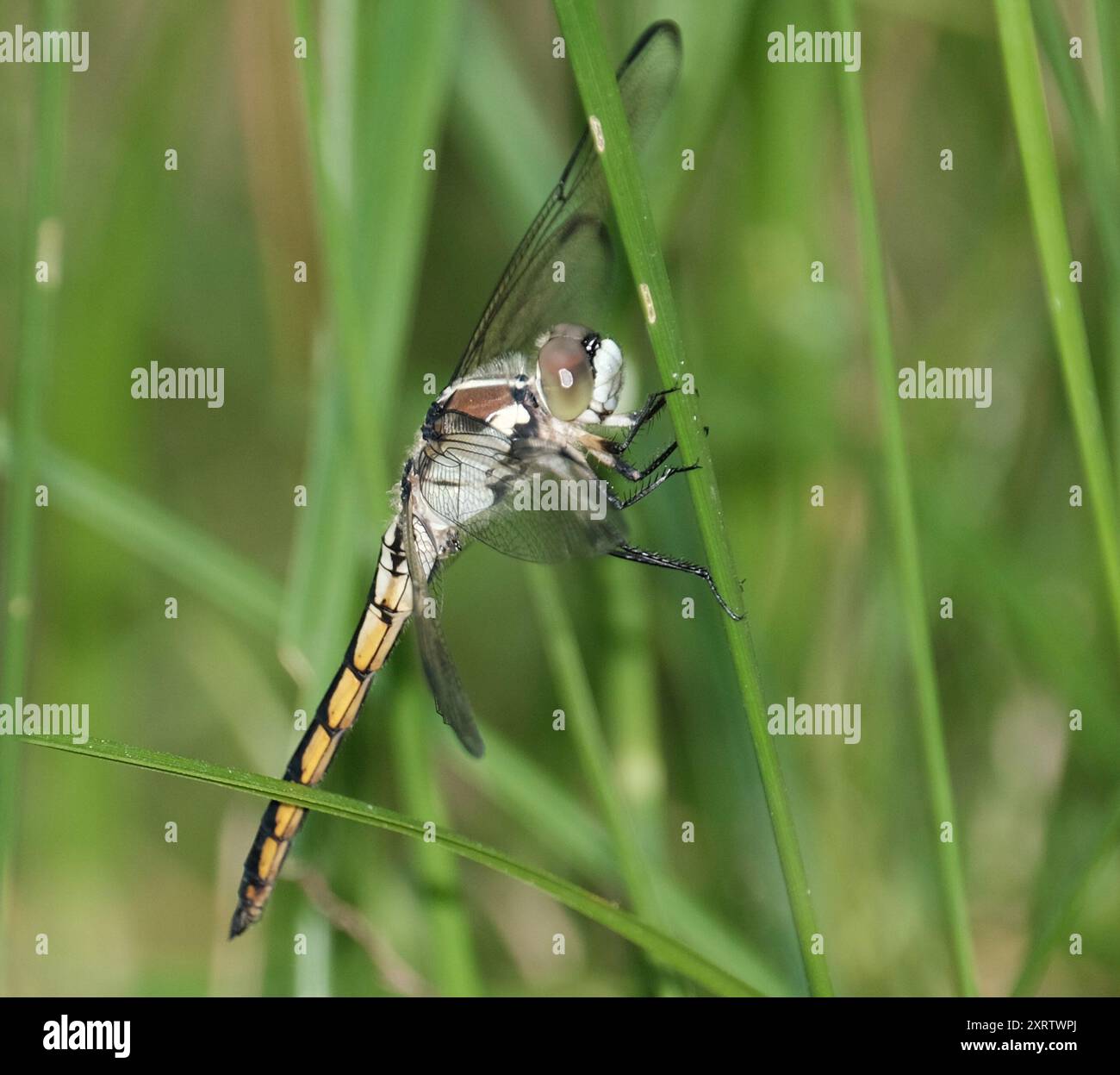 Great Blue Skimmer (Libellula vibrans) Insecta Stock Photo - Alamy