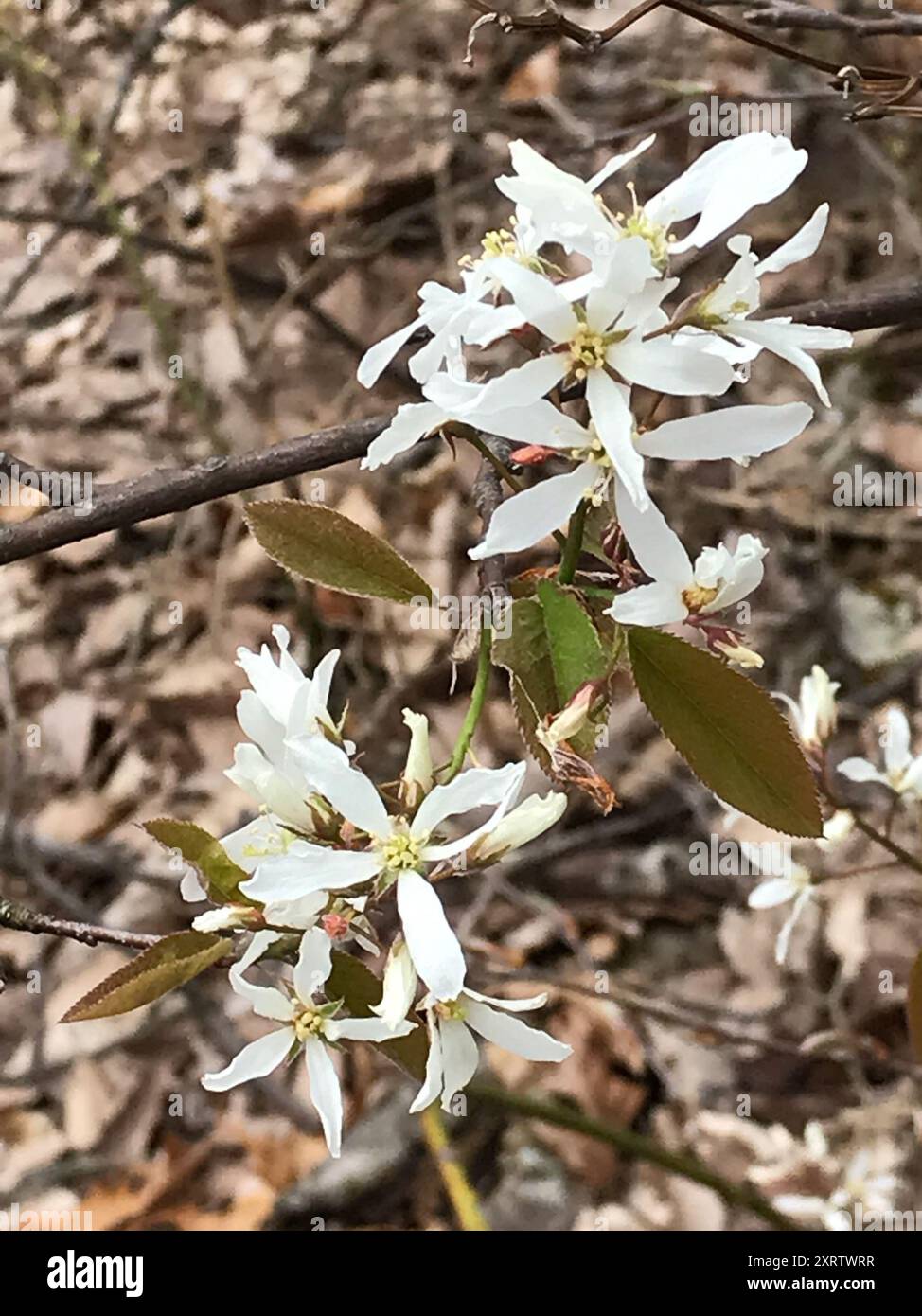 serviceberries (Amelanchier) Plantae Stock Photo - Alamy
