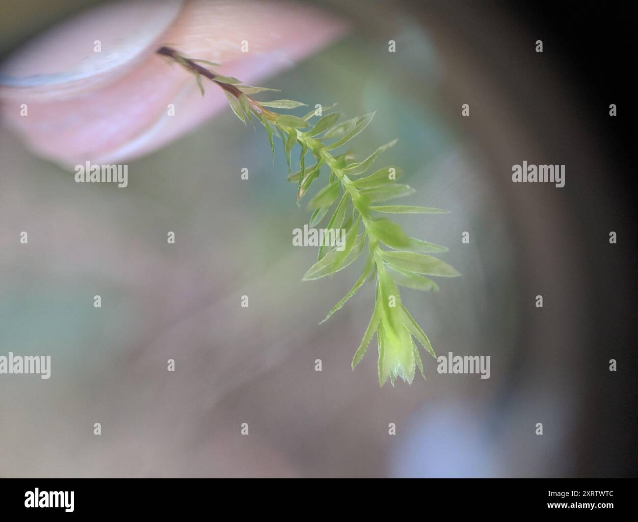 Horn Calcareous Moss (Mnium hornum) Plantae Stock Photo - Alamy