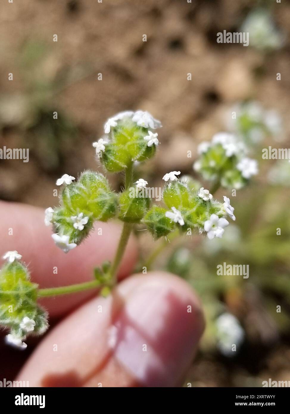 Wingnut Cryptantha (Cryptantha pterocarya) Plantae Stock Photo - Alamy