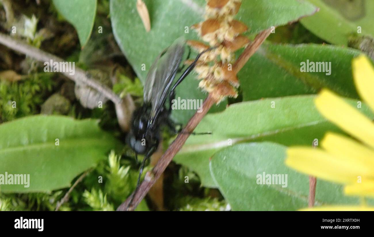 March Flies (Bibionidae) Insecta Stock Photo - Alamy