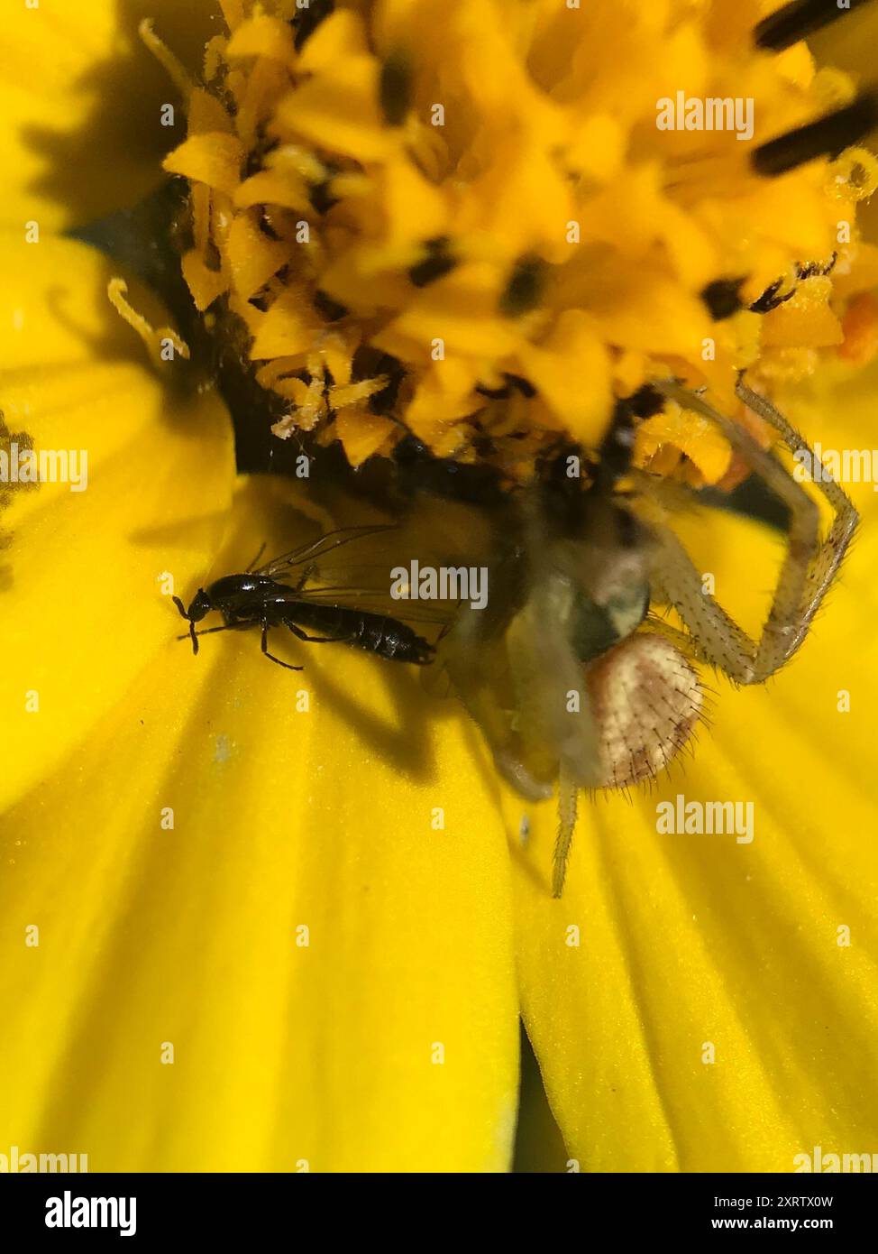 Ants, Bees, Wasps, and Sawflies (Hymenoptera) Insecta Stock Photo - Alamy