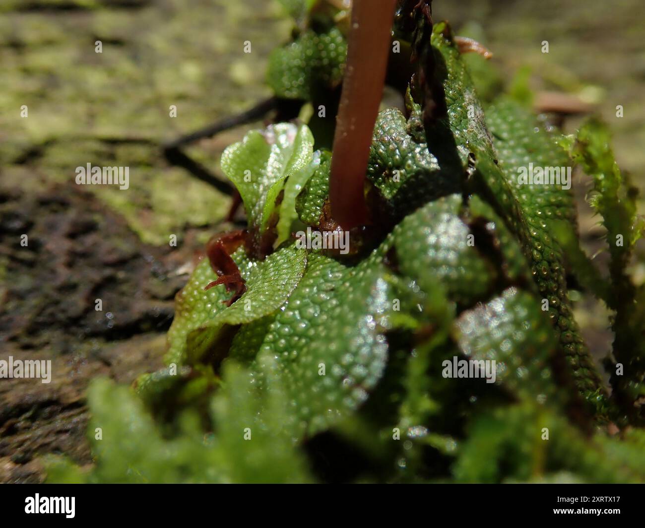 Great Scented Liverwort (Conocephalum conicum) Plantae Stock Photo - Alamy