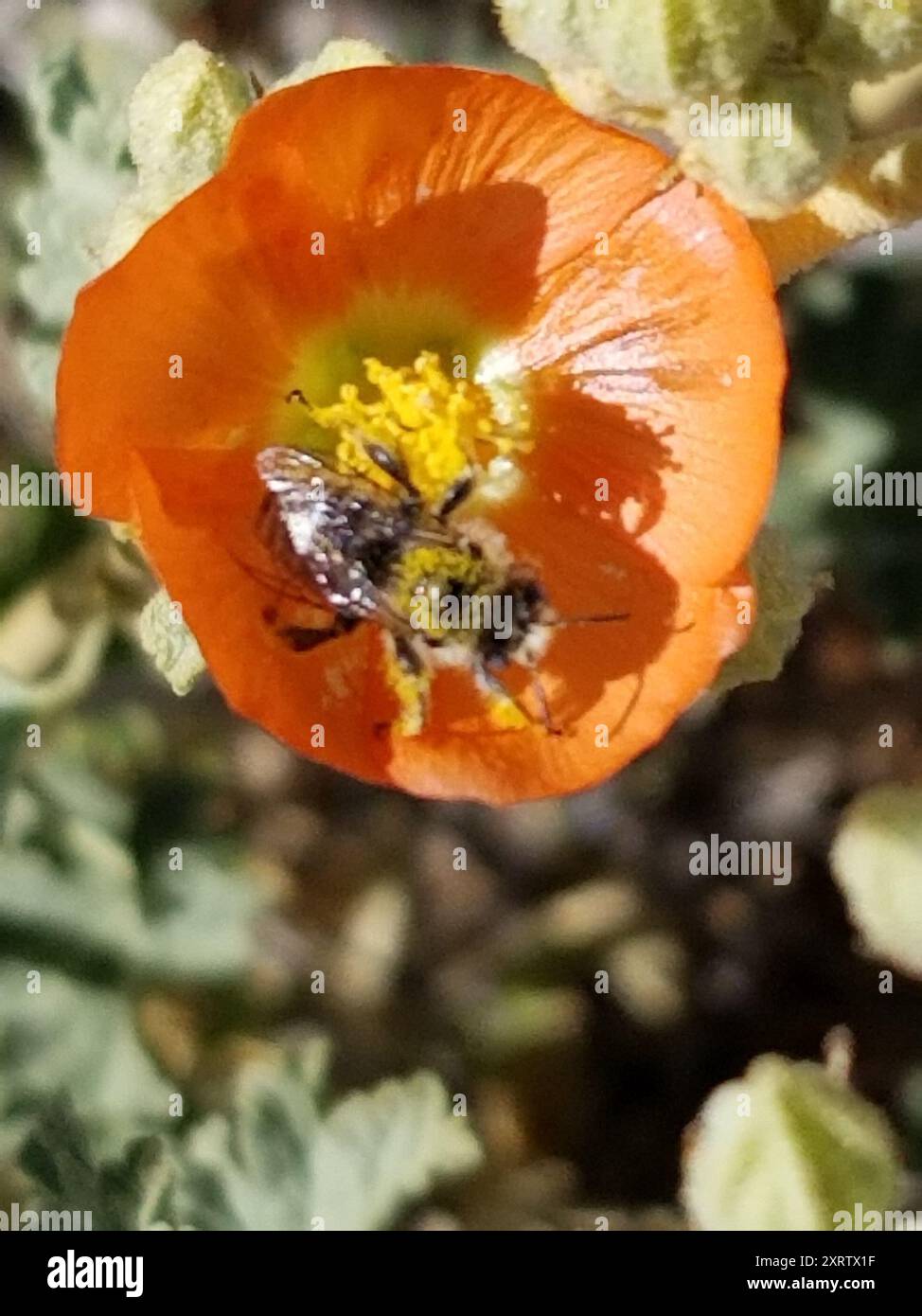 Globemallow chimney bees (Diadasia diminuta) Insecta Stock Photo - Alamy