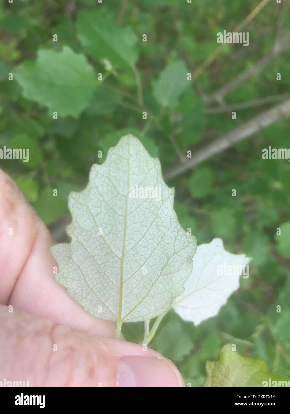 white poplar (Populus alba) Plantae Stock Photo - Alamy