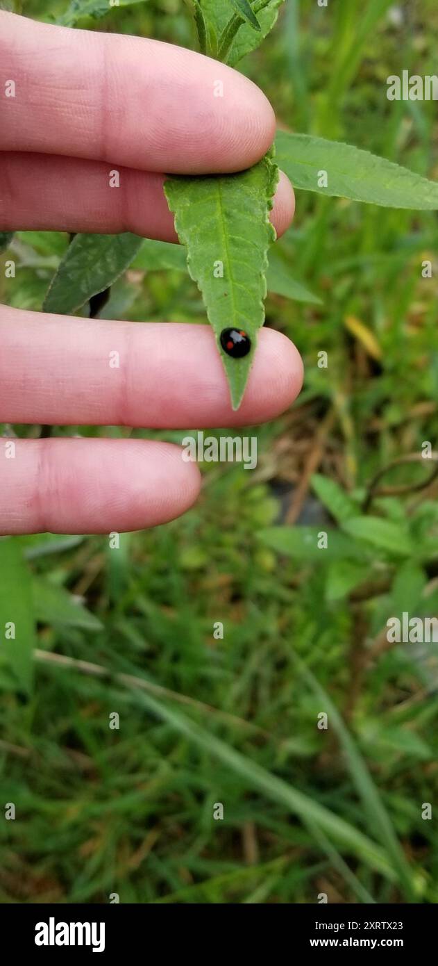 Twice-stabbed Lady Beetles (Chilocorus) Insecta Stock Photo - Alamy