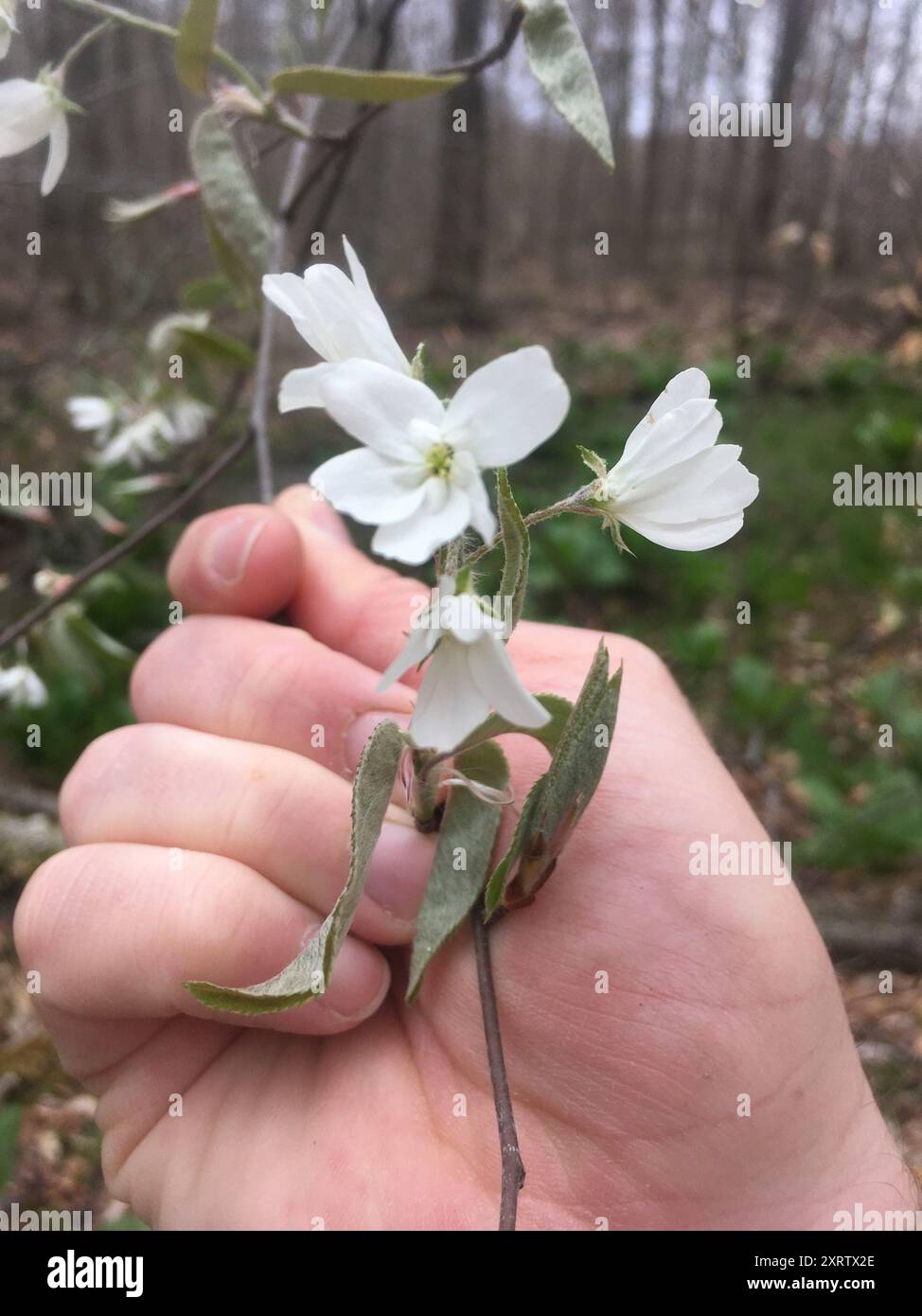 common serviceberry (Amelanchier arborea) Plantae Stock Photo - Alamy
