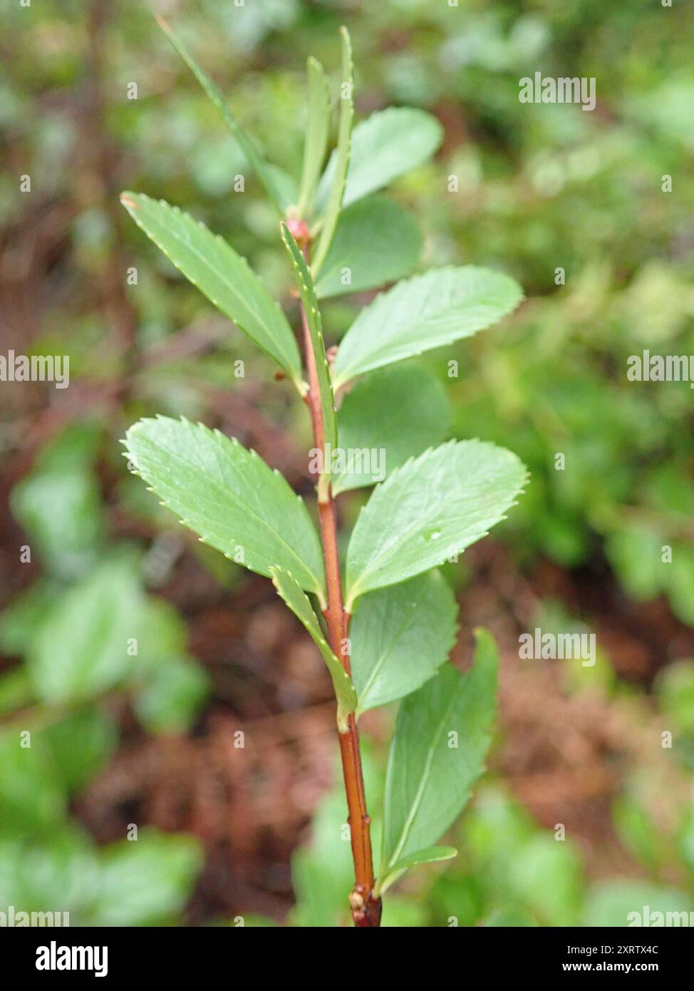 Oregon Boxwood (Paxistima myrsinites) Plantae Stock Photo - Alamy