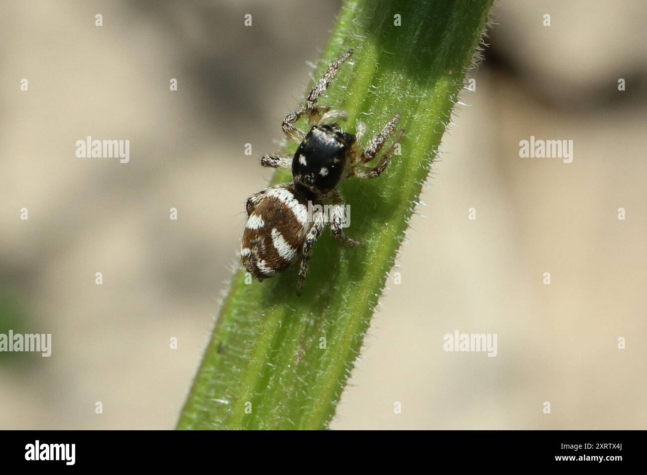 Zebra Jumping Spider (Salticus scenicus) Arachnida Stock Photo - Alamy