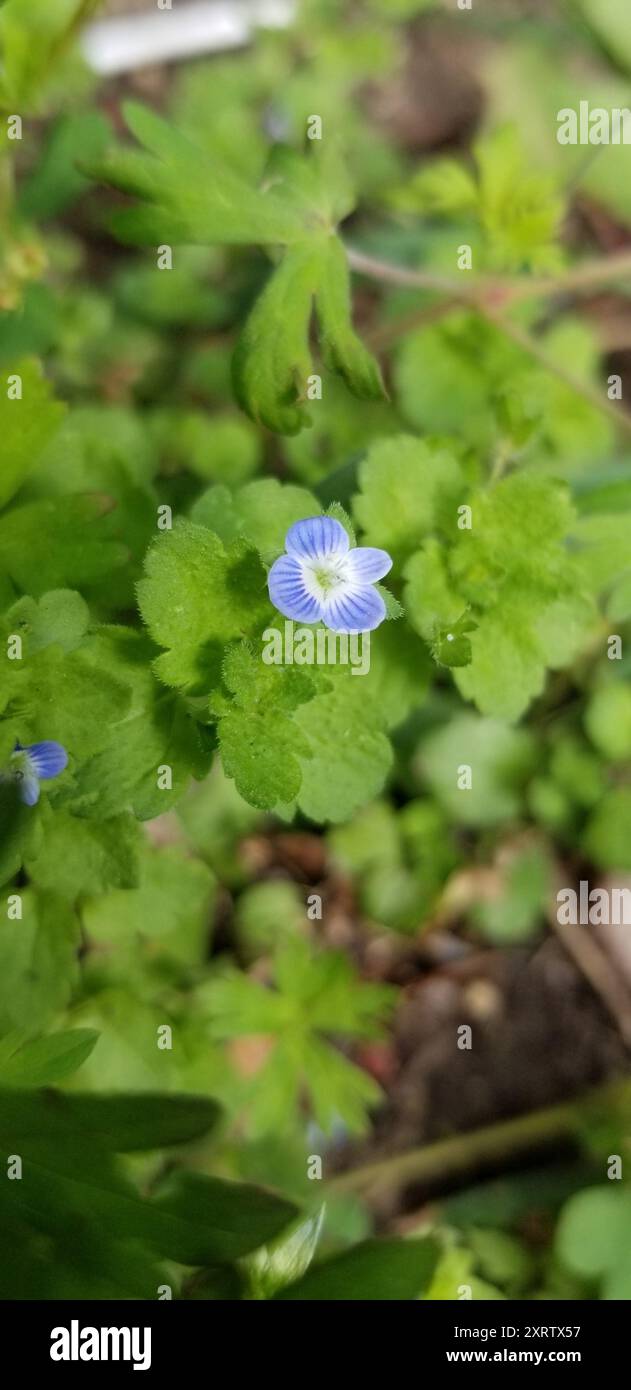bird's-eye speedwell (Veronica persica) Plantae Stock Photo - Alamy