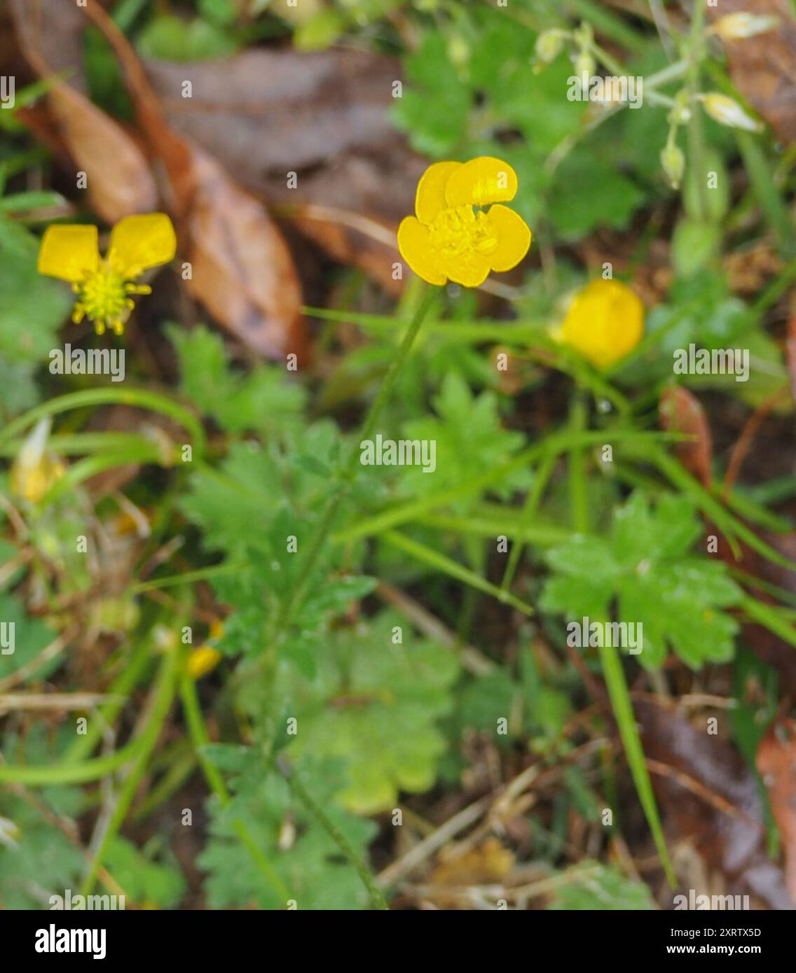 bulbous buttercup (Ranunculus bulbosus) Plantae Stock Photo - Alamy