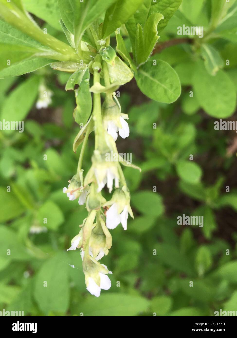 Osoberry (Oemleria cerasiformis) Plantae Stock Photo - Alamy