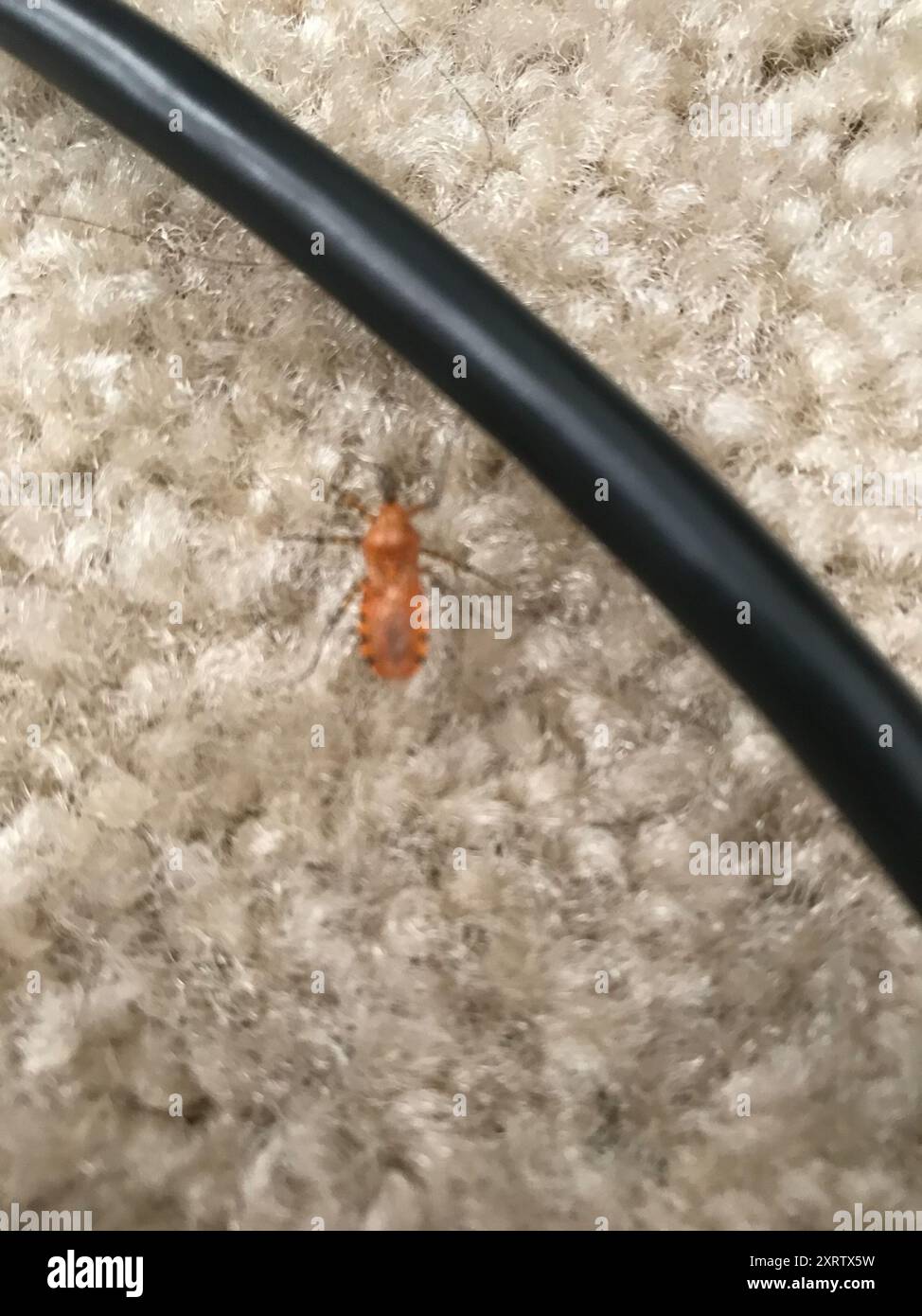 Orange Assassin Bug (Pselliopus barberi) Insecta Stock Photo - Alamy