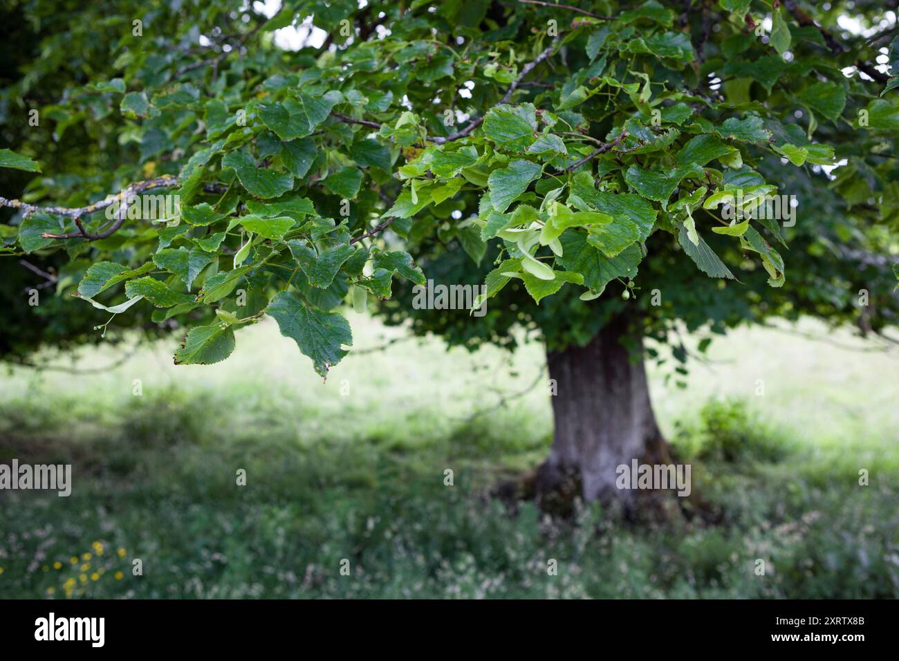 Detail of a tree in the country overhanging a farmer's field with ...