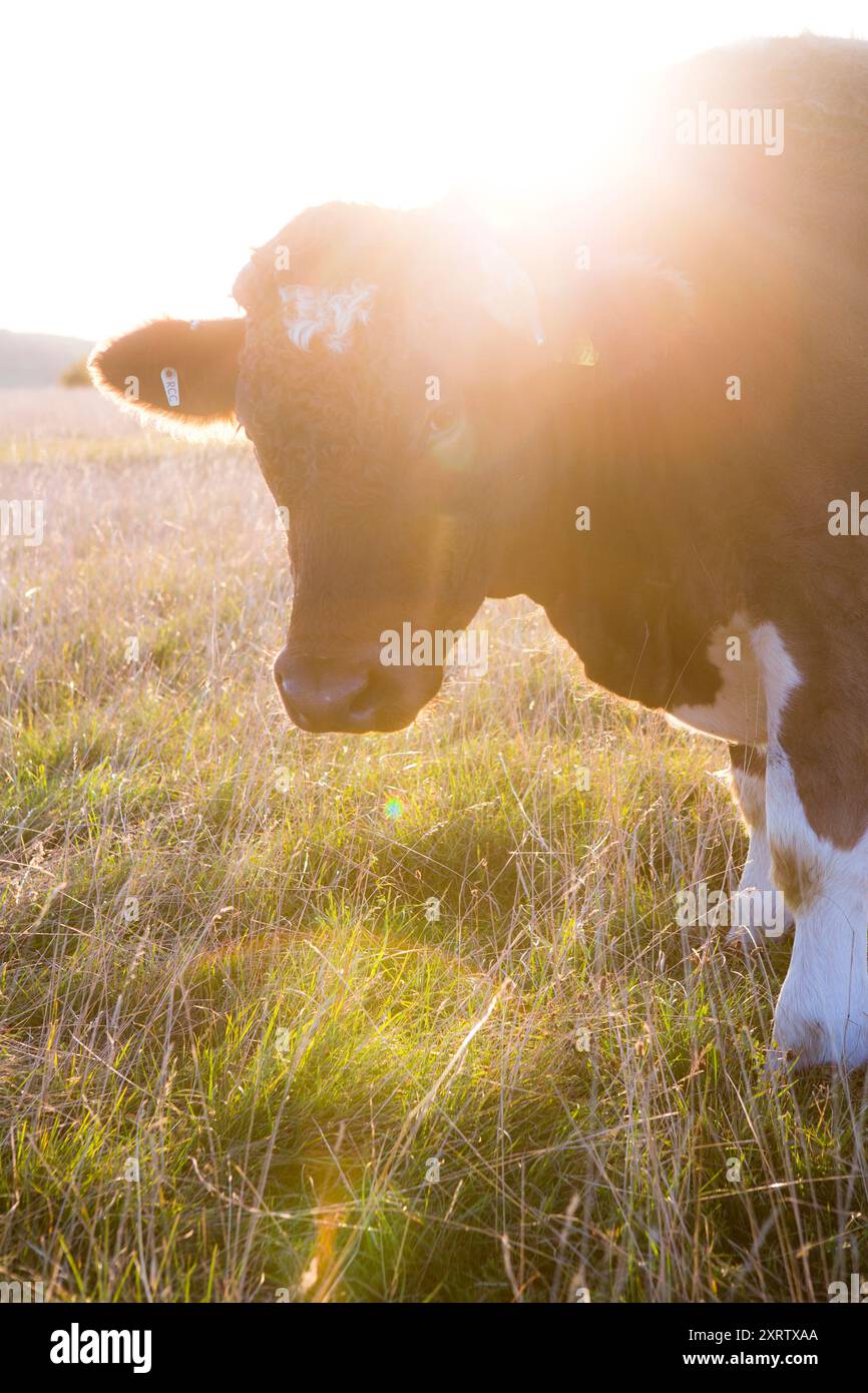 Top of field with cow hi-res stock photography and images - Alamy