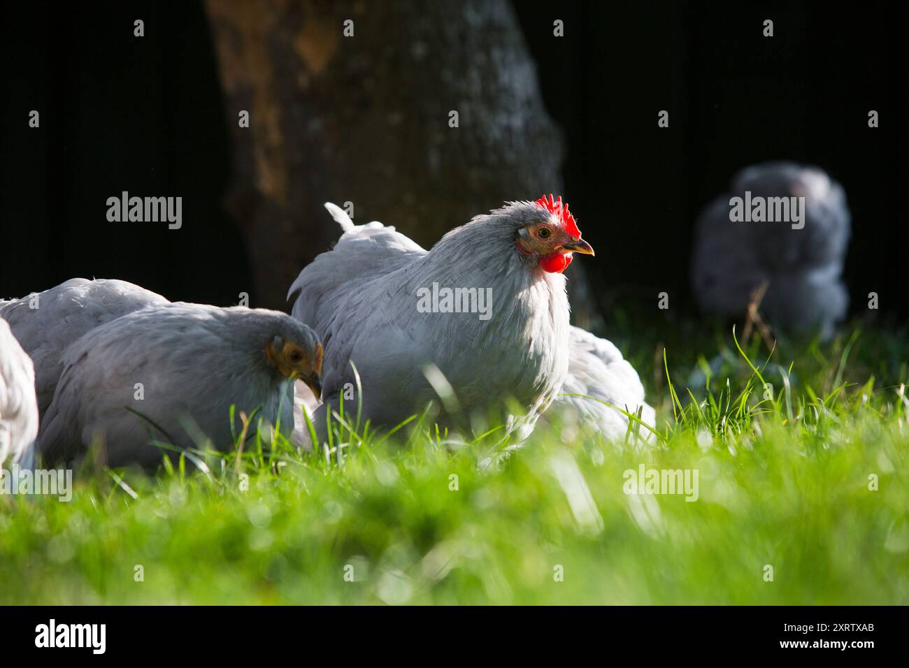 Small decorative chickens free range on a UK farm Stock Photo - Alamy