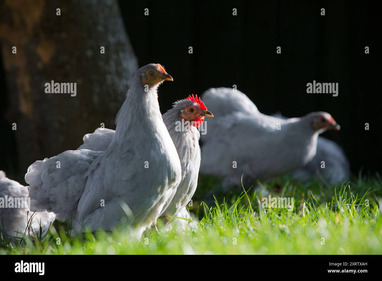 Small decorative chickens free range on a UK farm Stock Photo - Alamy