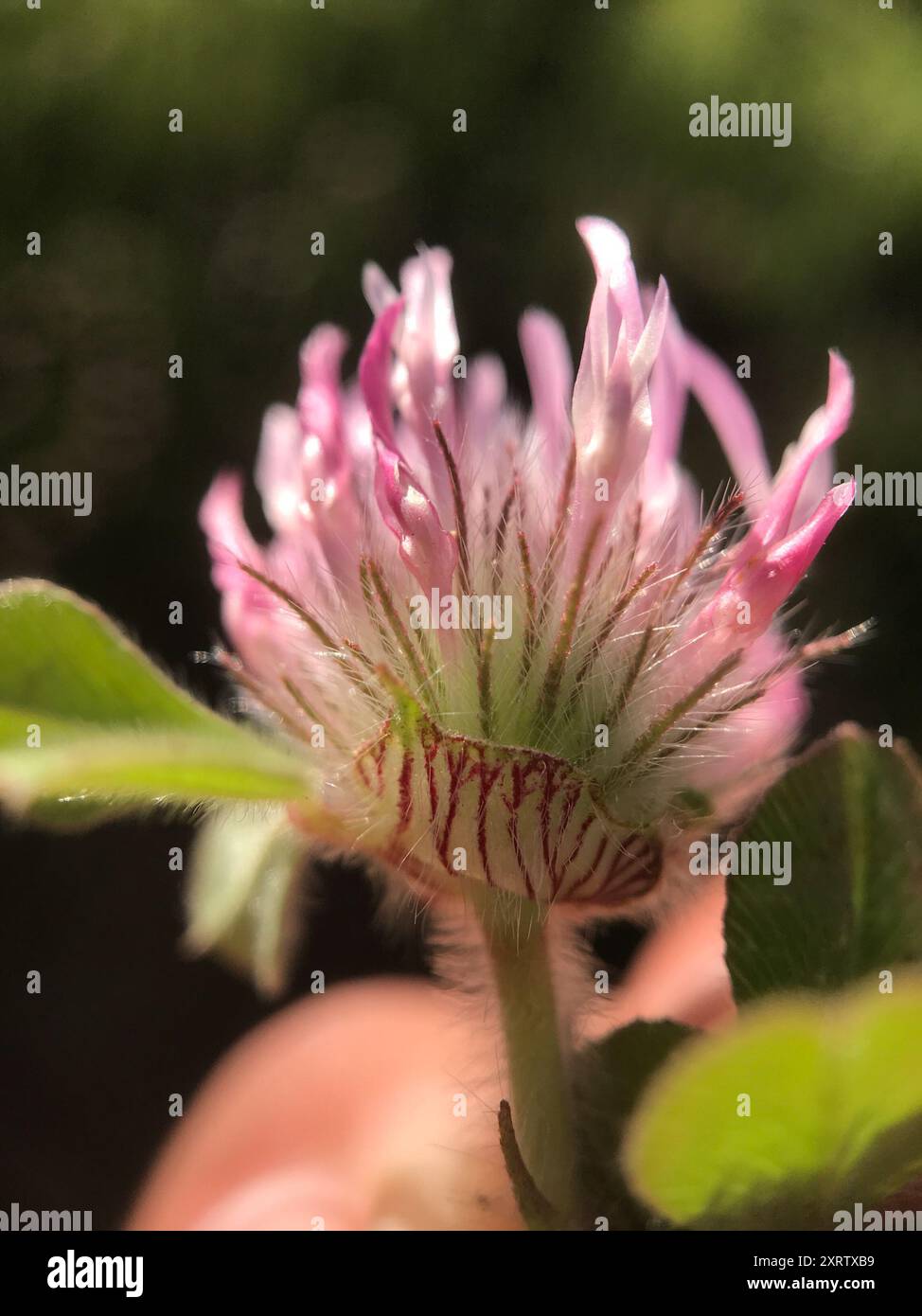 Rose Clover (Trifolium hirtum) Plantae Stock Photo - Alamy