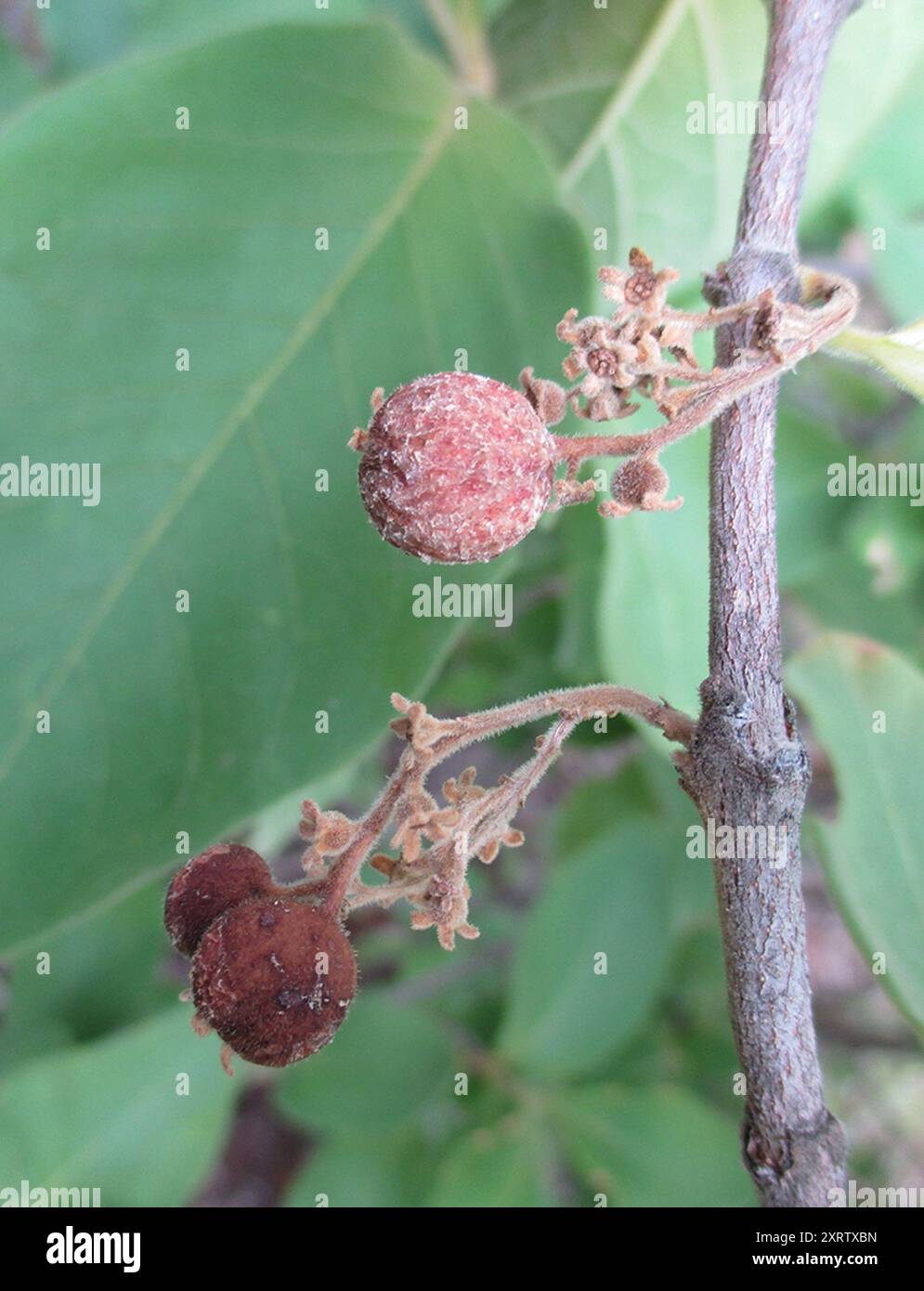 wild-medlar (Vangueria infausta) Plantae Stock Photo - Alamy