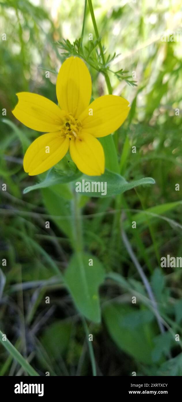 Texas yellow star (Lindheimera texana) Plantae Stock Photo - Alamy