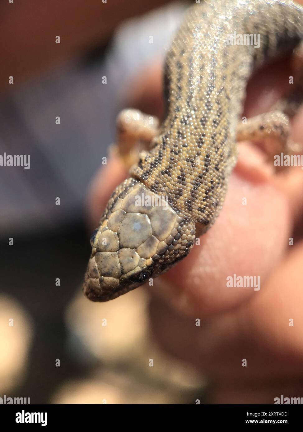 Xantusia vigilis hi-res stock photography and images - Alamy