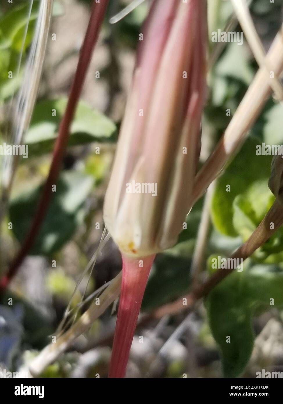 silverpuffs (Uropappus lindleyi) Plantae Stock Photo - Alamy