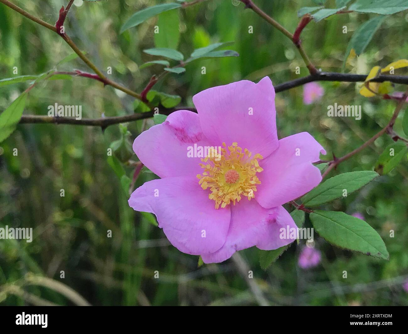 swamp rose (Rosa palustris) Plantae Stock Photo - Alamy