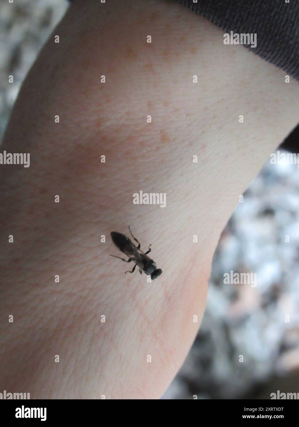 Ants, Bees, and Stinging Wasps (Aculeata) Insecta Stock Photo - Alamy