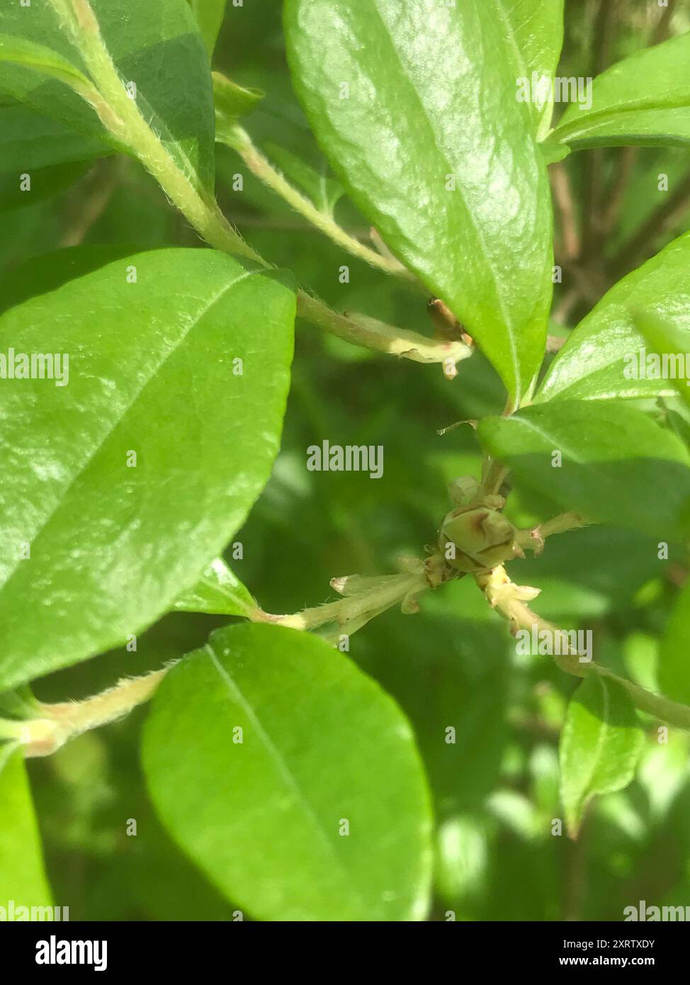 swamp azalea (Rhododendron viscosum) Plantae Stock Photo - Alamy