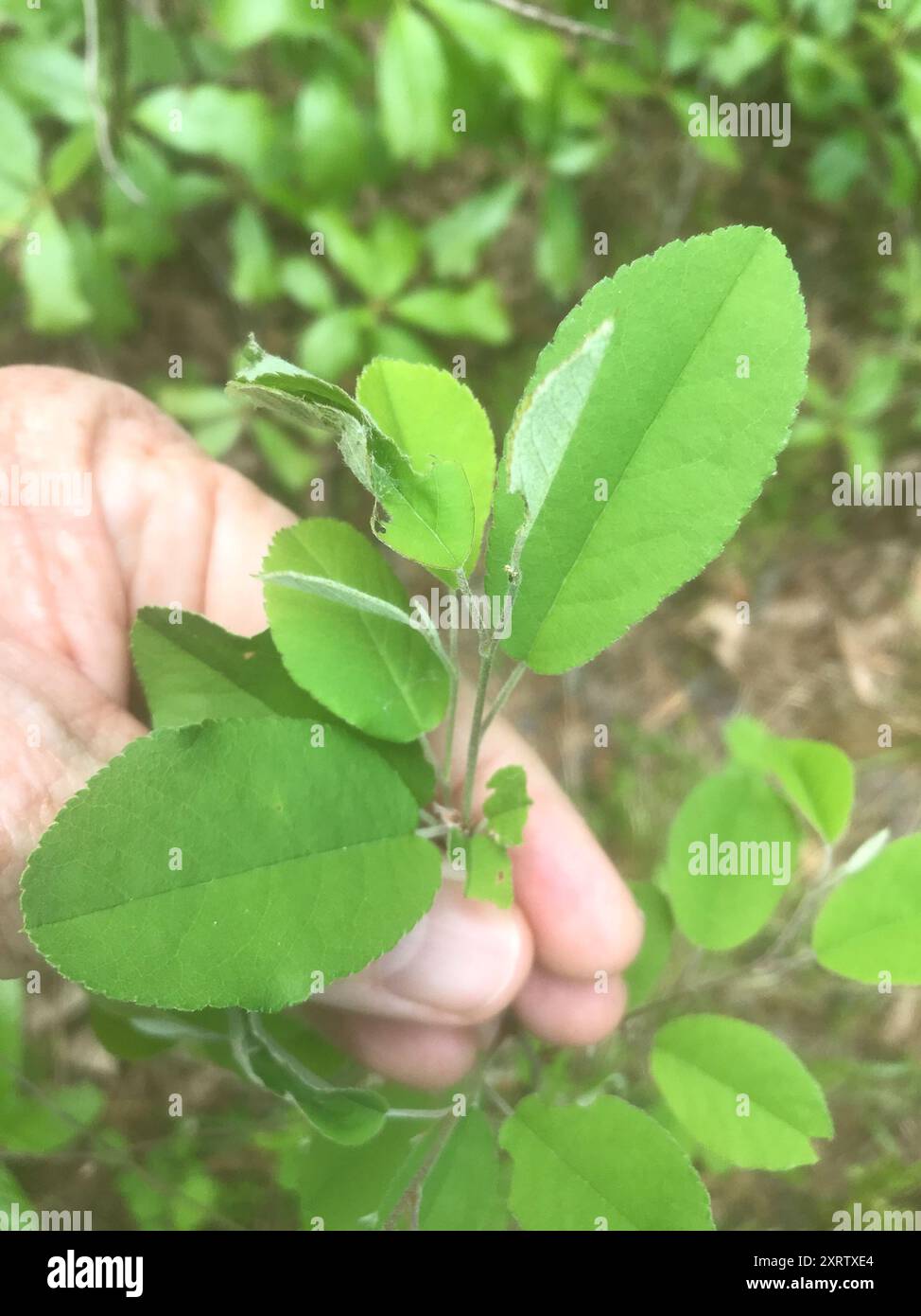 Canadian serviceberry (Amelanchier canadensis) Plantae Stock Photo - Alamy