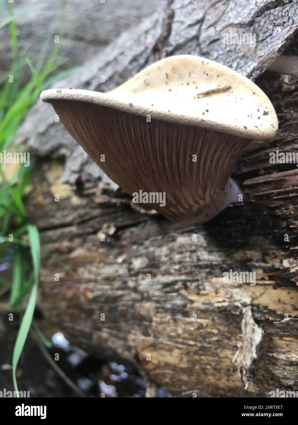Lilac oysterling (Panus conchatus) Fungi Stock Photo - Alamy