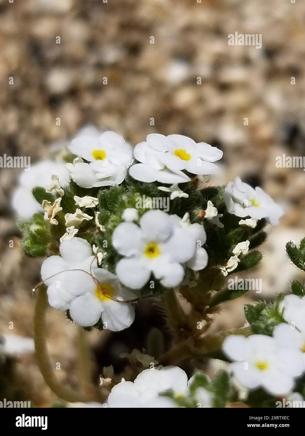 Clearwater cryptantha (Cryptantha intermedia) Plantae Stock Photo - Alamy