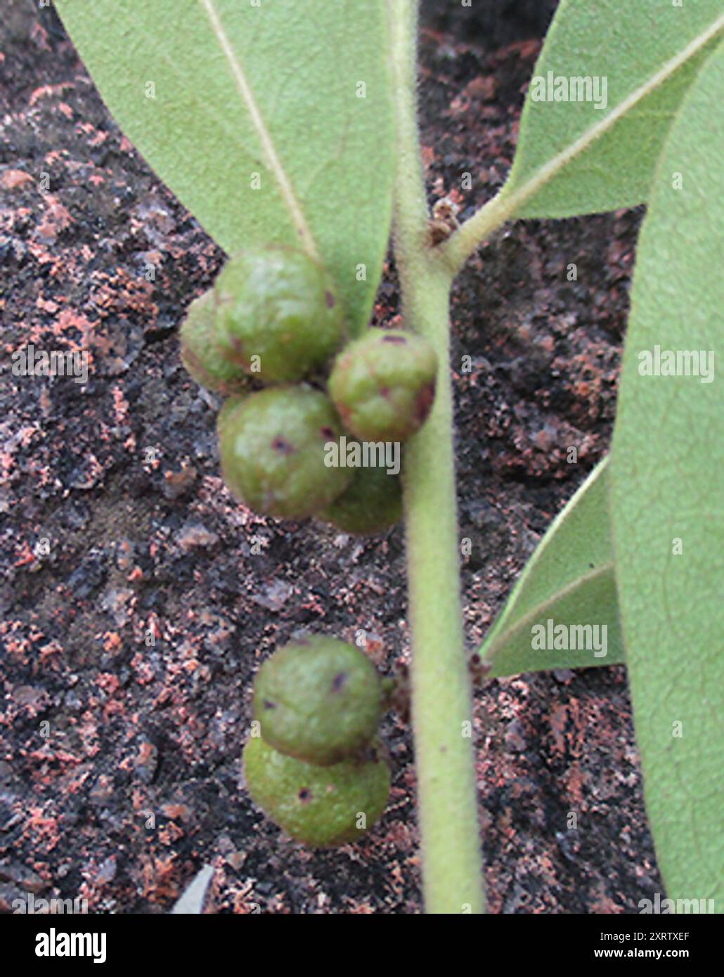 Bushveld Hairy Guarri (Euclea natalensis angustifolia) Plantae Stock ...