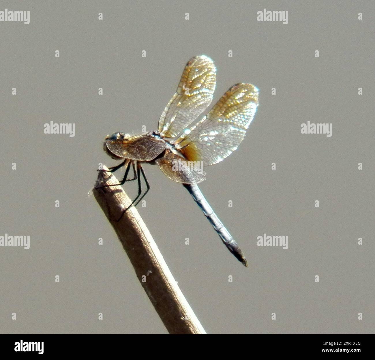 Blue Dasher (Pachydiplax longipennis) Insecta Stock Photo - Alamy