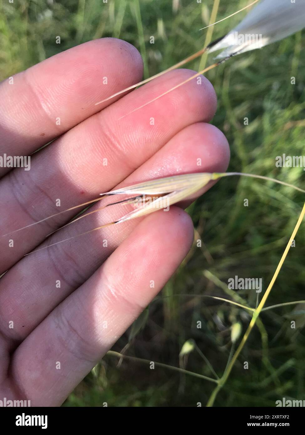 wild oat (Avena fatua) Plantae Stock Photo - Alamy