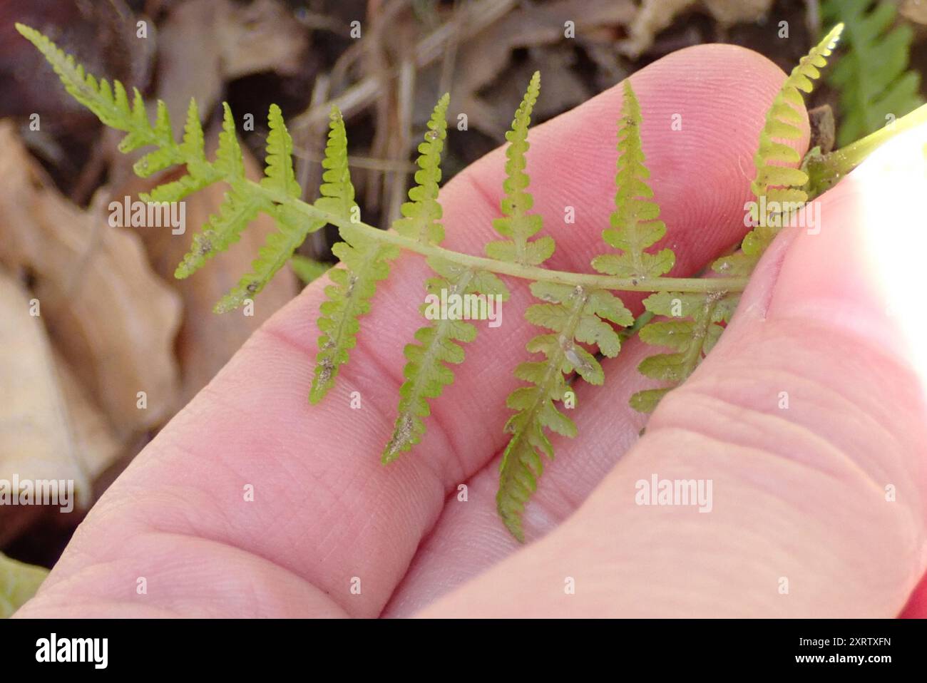 ferns (Polypodiopsida) Plantae Stock Photo - Alamy