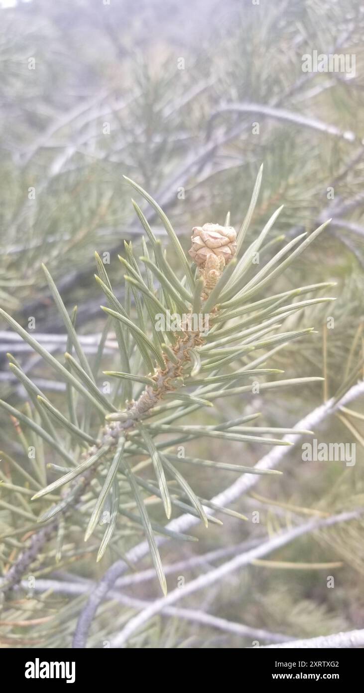 singleleaf pinyon (Pinus monophylla) Plantae Stock Photo - Alamy