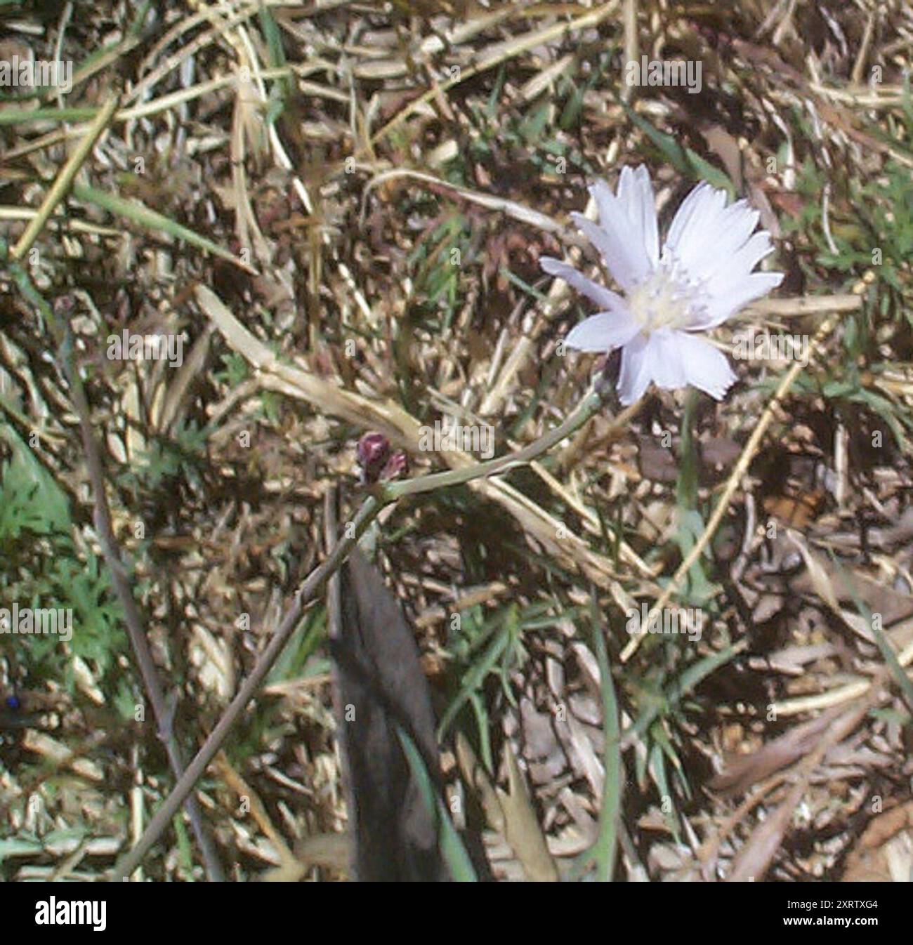 African Lettuce (Lactuca inermis) Plantae Stock Photo - Alamy