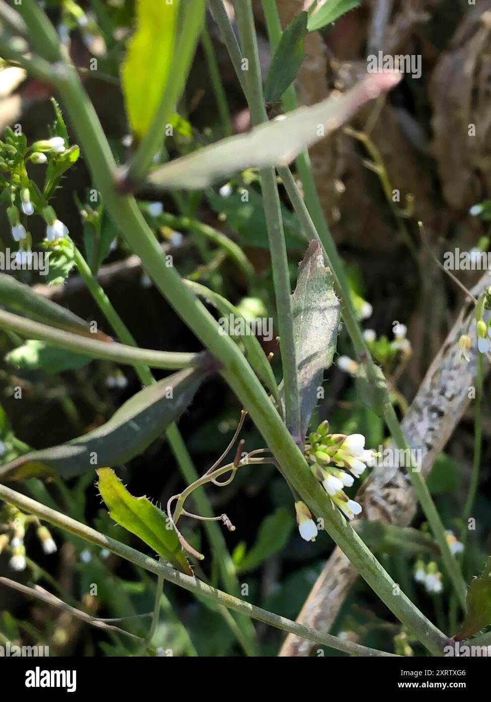 mouse-ear cress (Arabidopsis thaliana) Plantae Stock Photo - Alamy