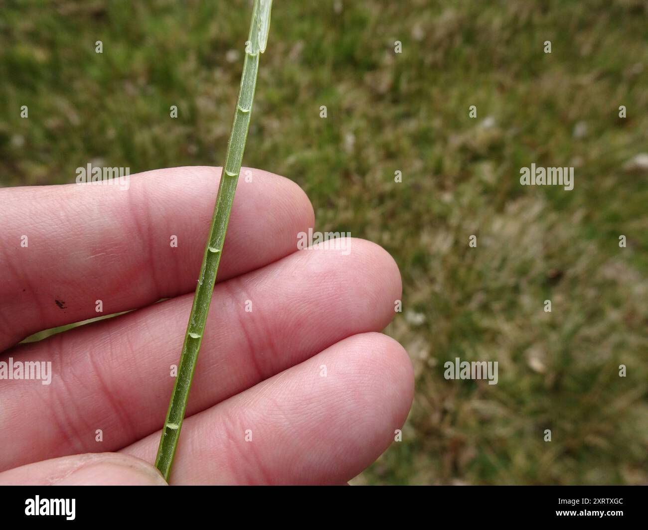 Sharp-flowered Rush (Juncus acutiflorus) Plantae Stock Photo - Alamy