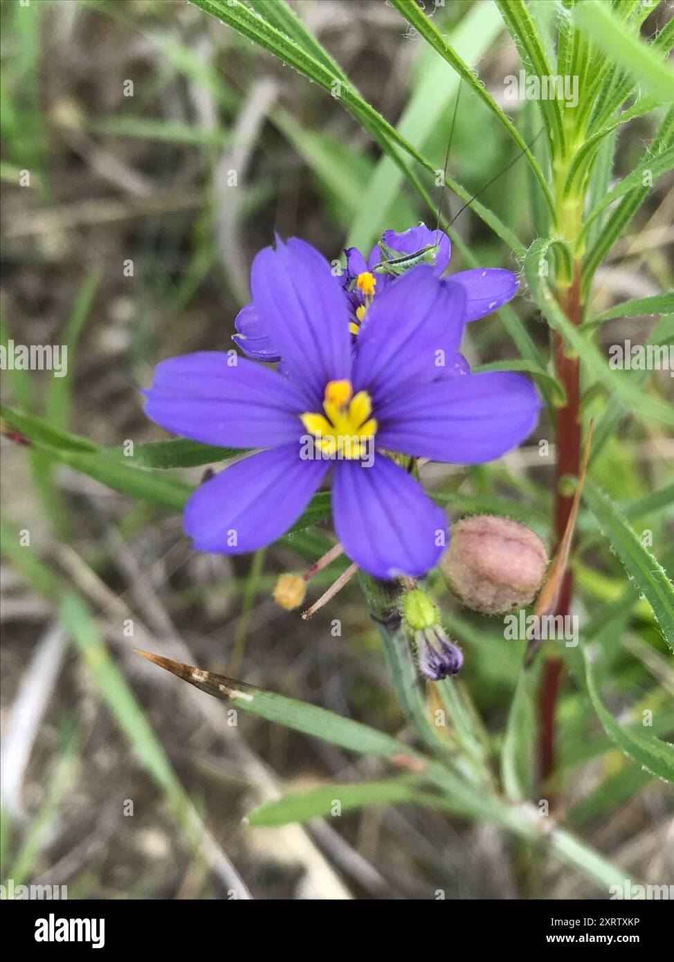 blue-eyed grasses (Sisyrinchium) Plantae Stock Photo - Alamy