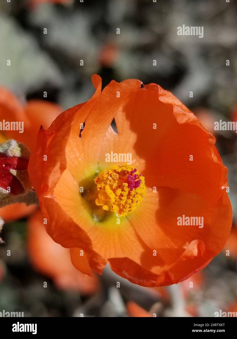 apricot mallow (Sphaeralcea ambigua) Plantae Stock Photo - Alamy