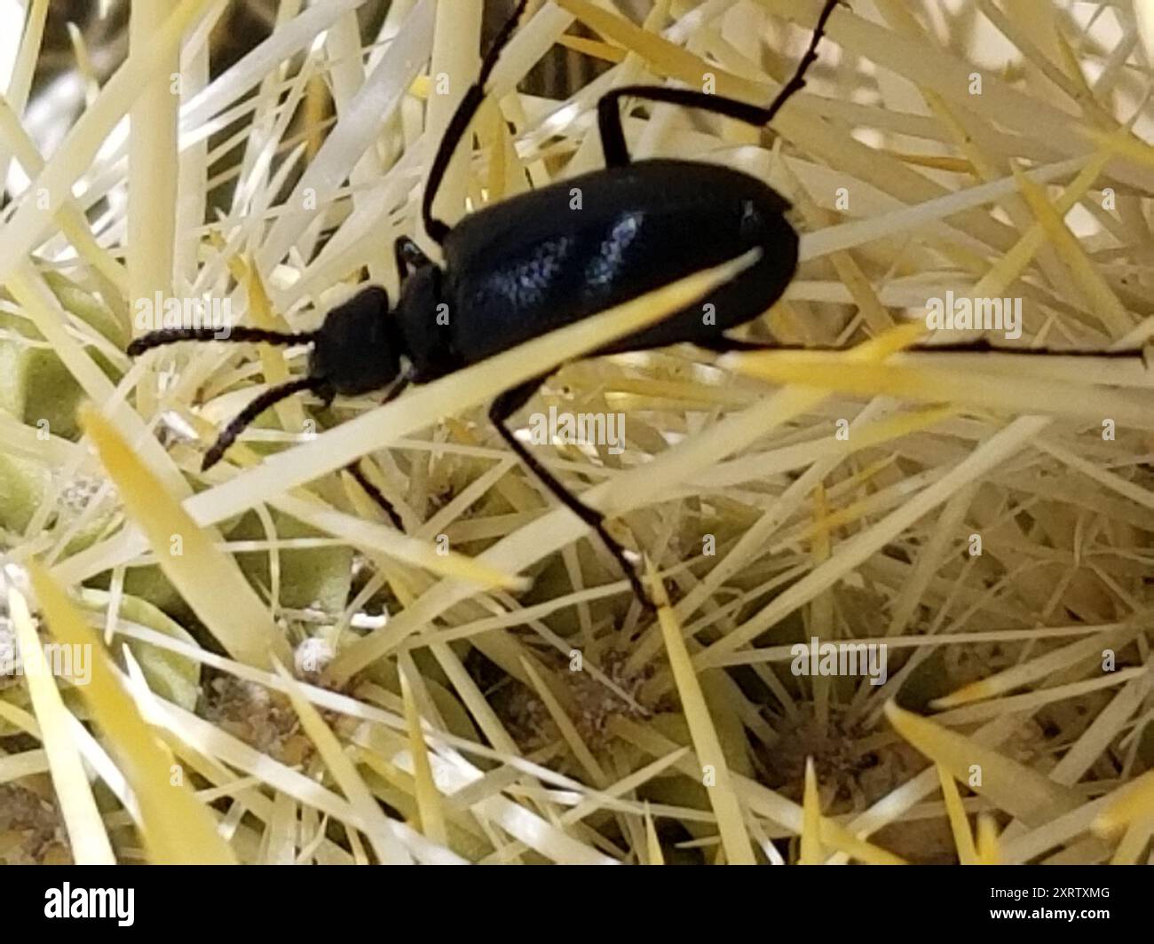 (Cordylospasta opaca) Insecta Stock Photo - Alamy