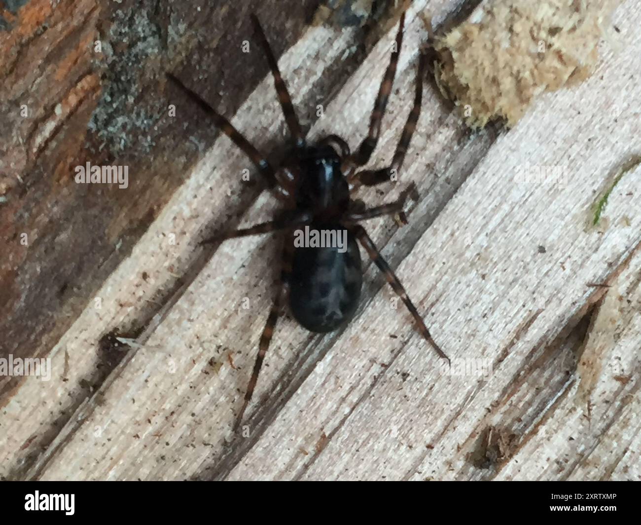 Soft Spiders (Cybaeidae) Arachnida Stock Photo - Alamy