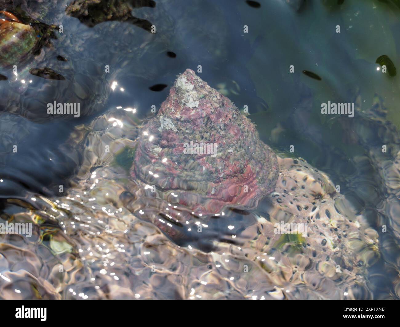 (Trochus stellatus) Mollusca Stock Photo - Alamy