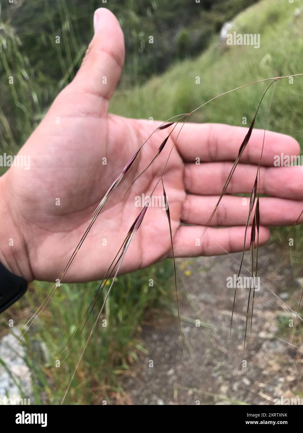 purple needlegrass (Nassella pulchra) Plantae Stock Photo - Alamy